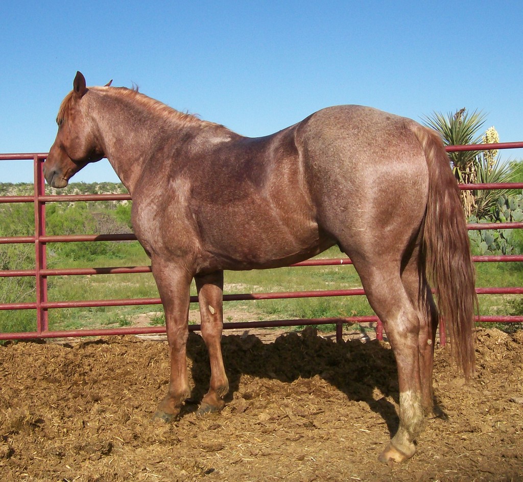 WRIGHT CATTLE CO. STANDS AT STUD